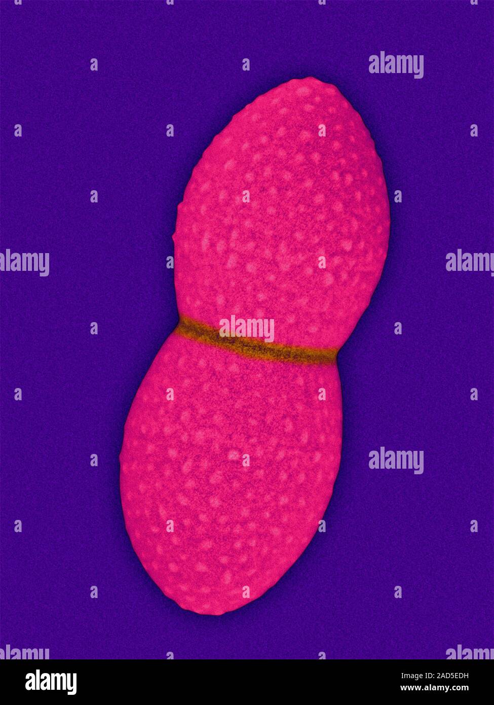 Coloured scanning electron micrograph (SEM) of Vancomycin resistant ...