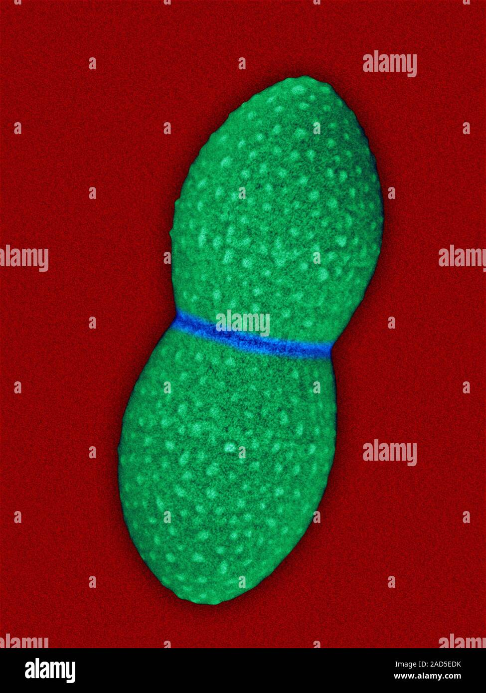 Coloured scanning electron micrograph (SEM) of Vancomycin resistant ...