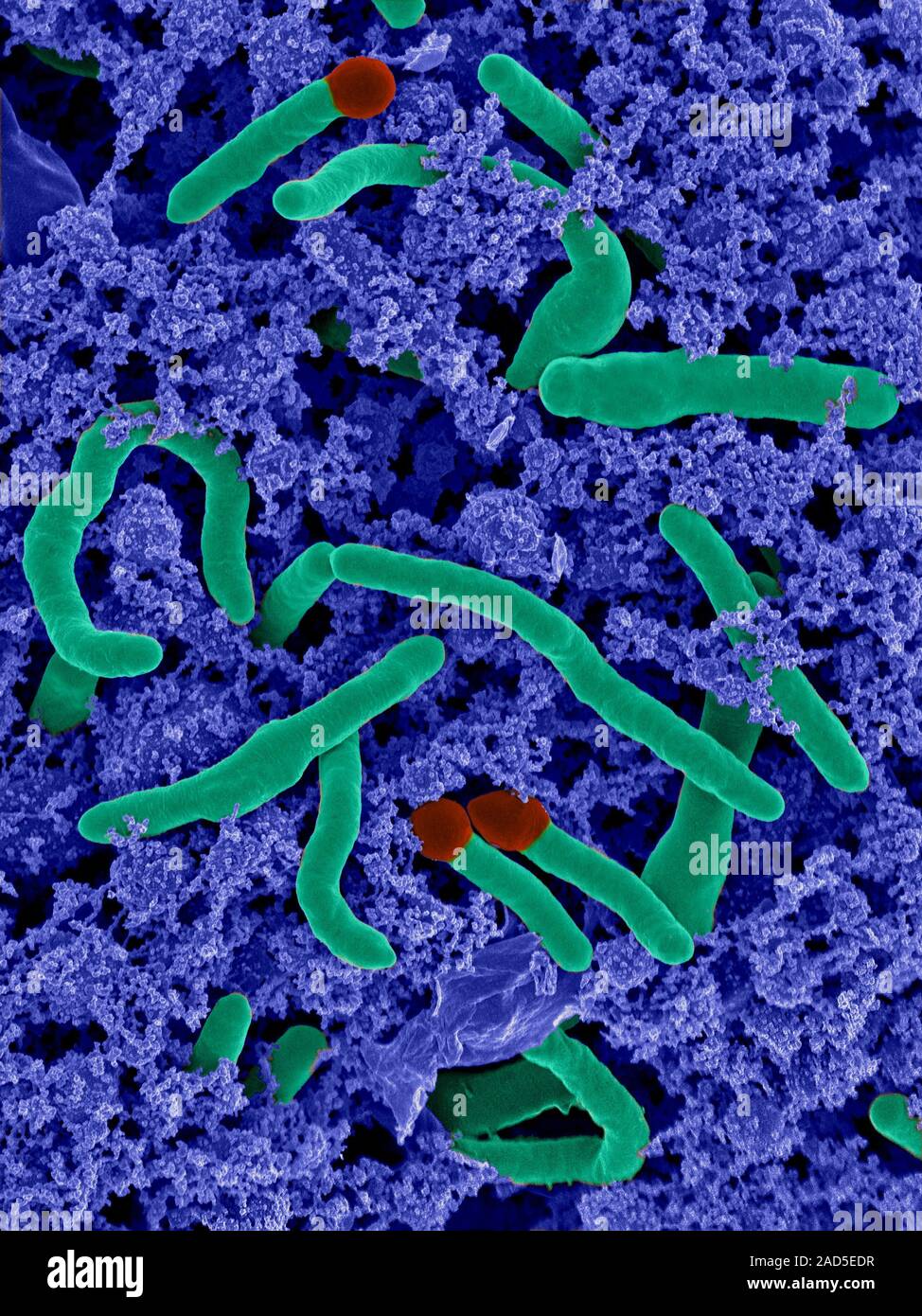 Coloured scanning electron micrograph (SEM) of Geobacillus ...