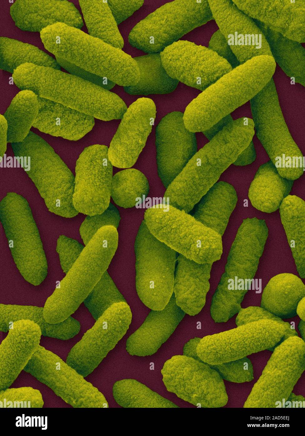 Coloured scanning electron micrograph (SEM) of Cronobacter sakazakii ...