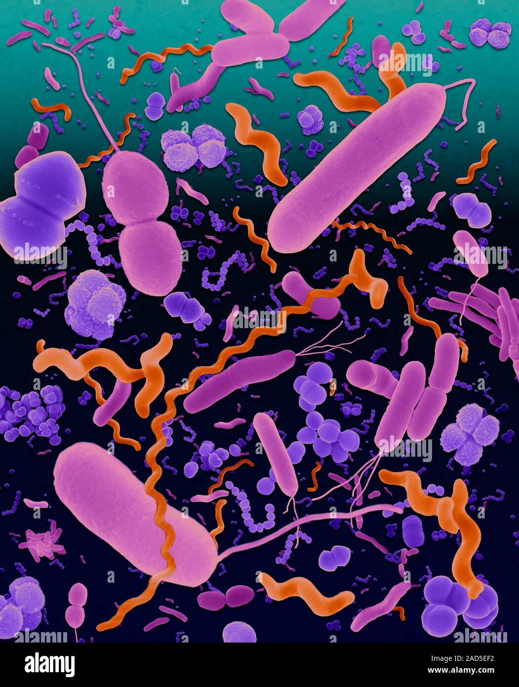 Coloured scanning electron micrograph (SEM) of Photocomposite of the ...