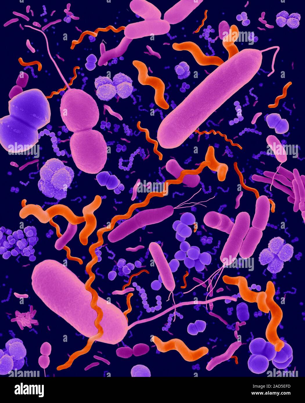 Coloured scanning electron micrograph (SEM) of Photocomposite of the ...