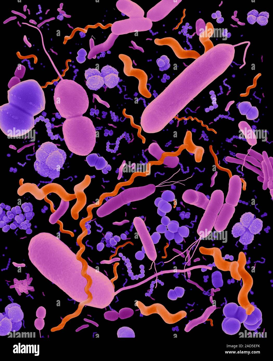 Coloured scanning electron micrograph (SEM) of Photocomposite of the ...