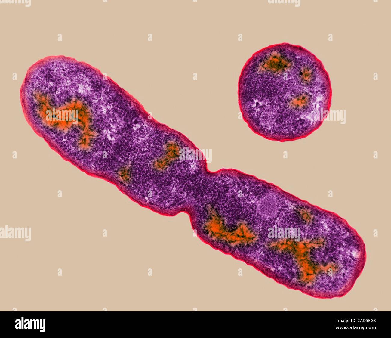 Coloured Transmission Electron Micrograph Tem Of Escherichia Coli Is A Gram Negative