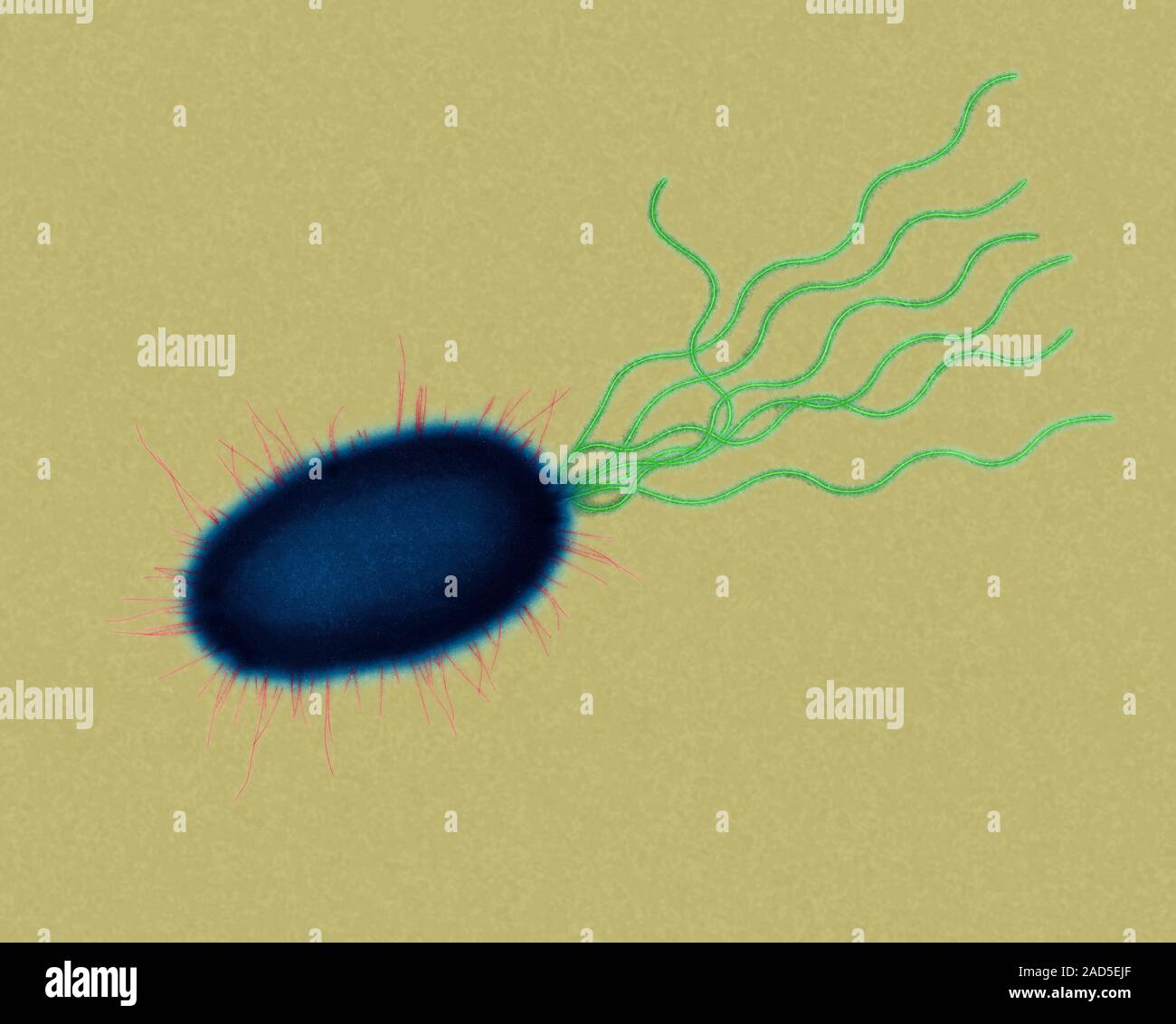 Coloured transmission electron micrograph (TEM) of Pseudomonas sp ...