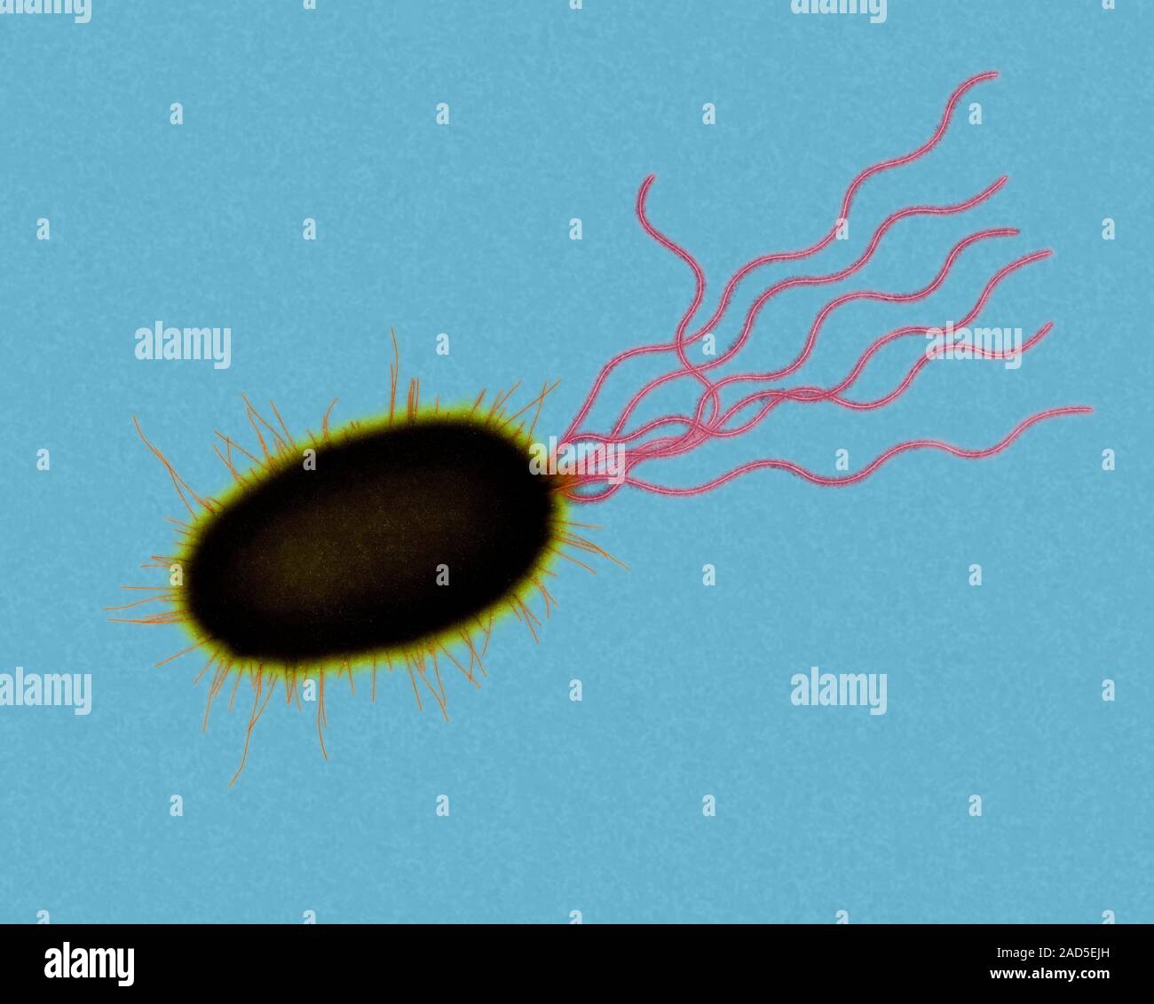 Coloured transmission electron micrograph (TEM) of Pseudomonas sp ...