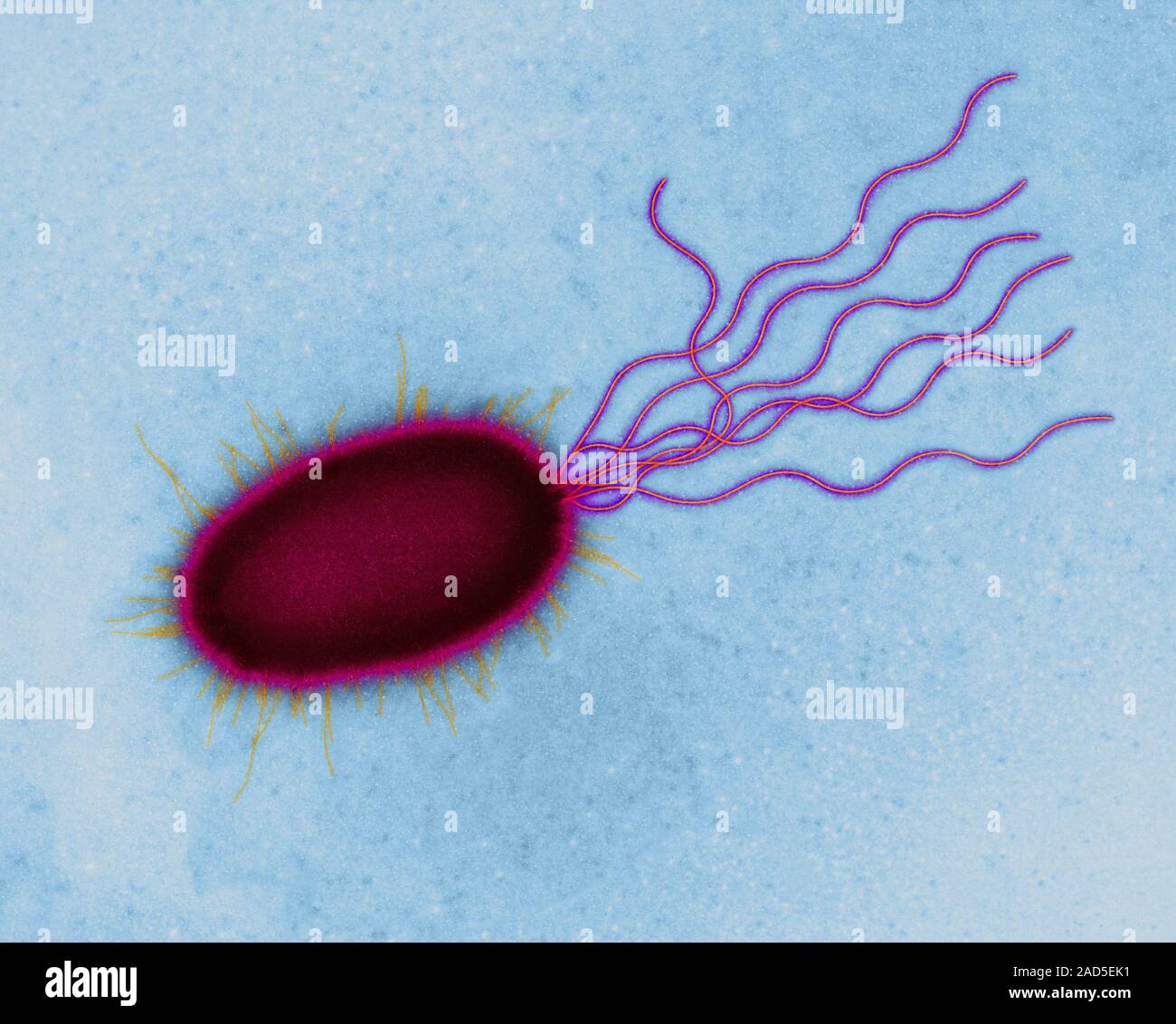 Coloured transmission electron micrograph (TEM) of Pseudomonas sp ...