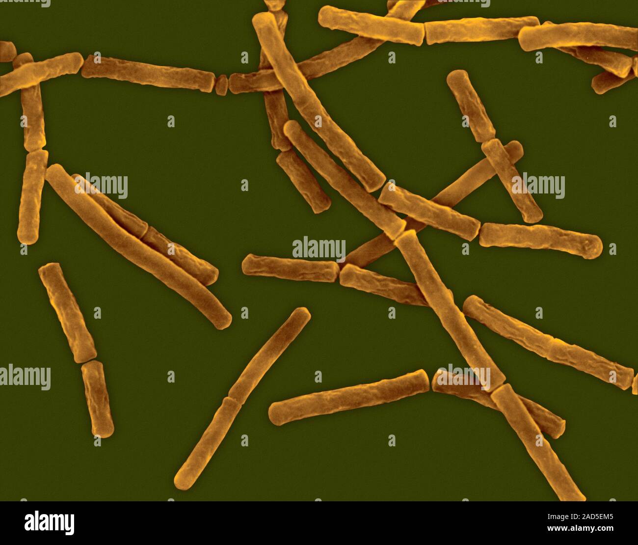 Coloured scanning electron micrograph (SEM) of Bacillus megaterium ...