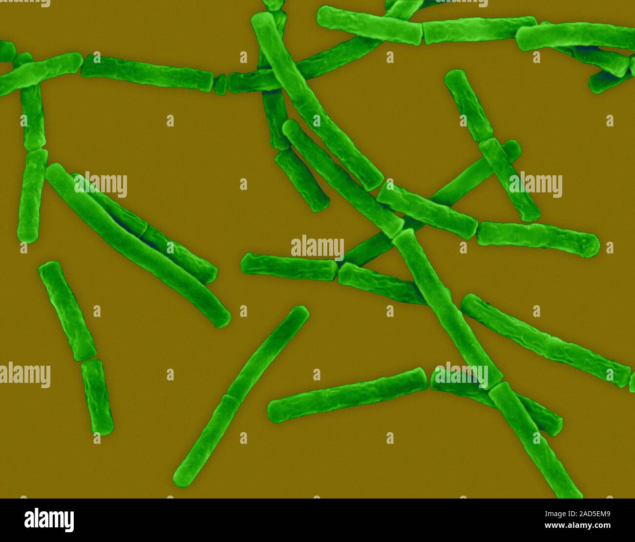 Coloured scanning electron micrograph (SEM) of Bacillus megaterium ...