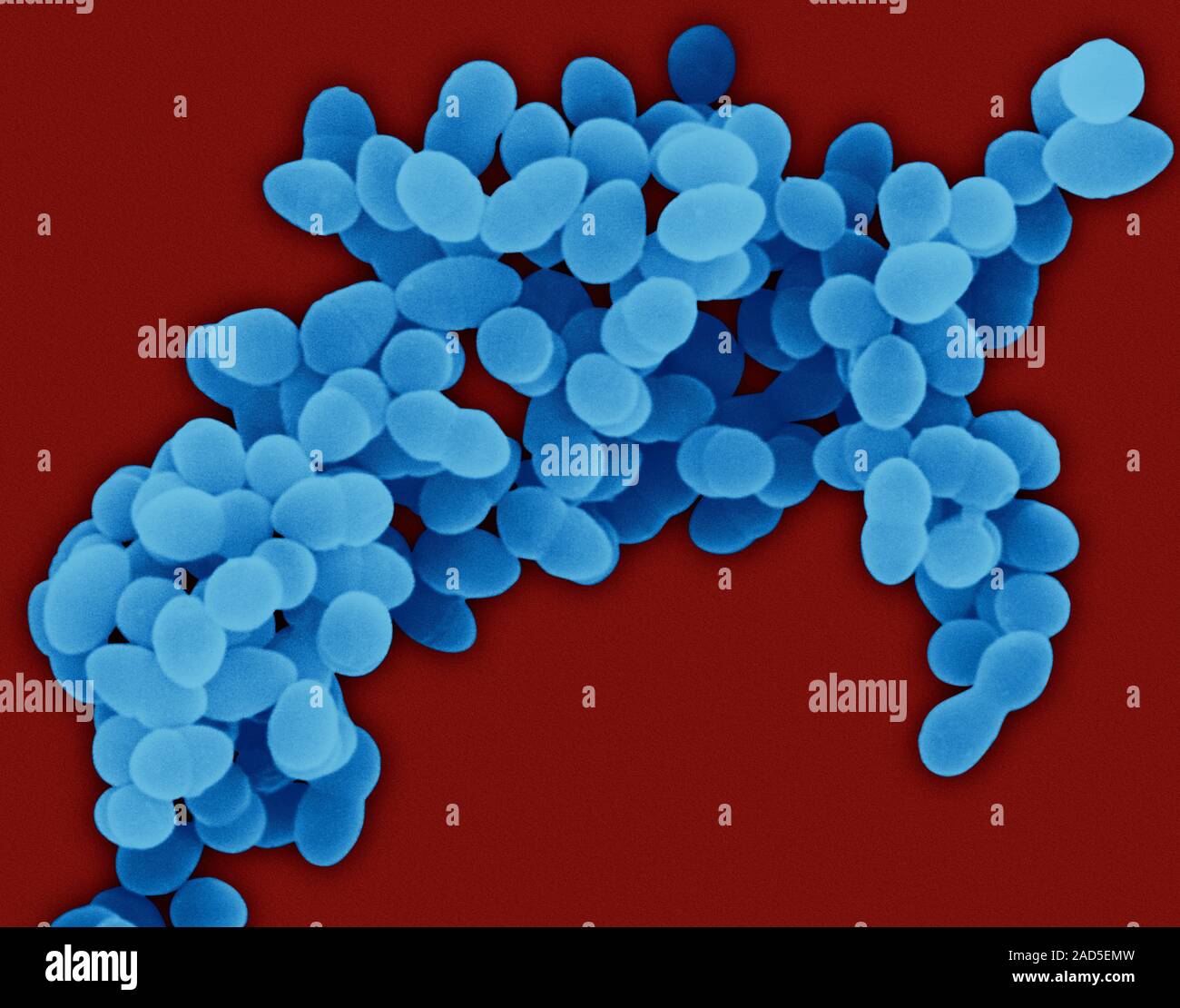 Coloured scanning electron micrograph (SEM) of Staphylococcus aureus ...
