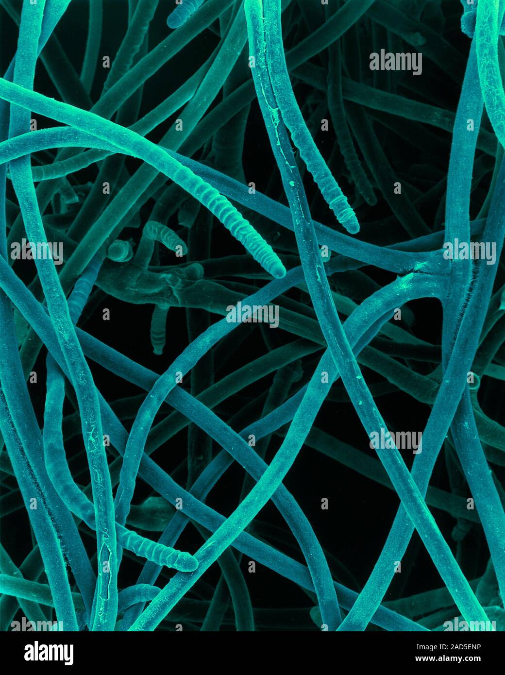 Coloured scanning electron micrograph (SEM) of Scytonema sp., Gram ...