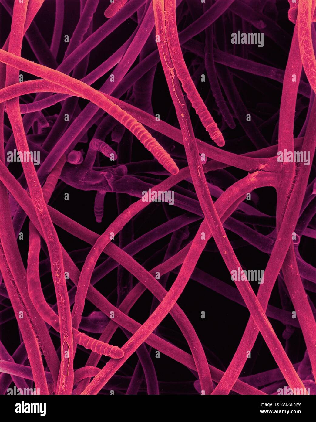 Coloured scanning electron micrograph (SEM) of Scytonema sp. , Gram ...