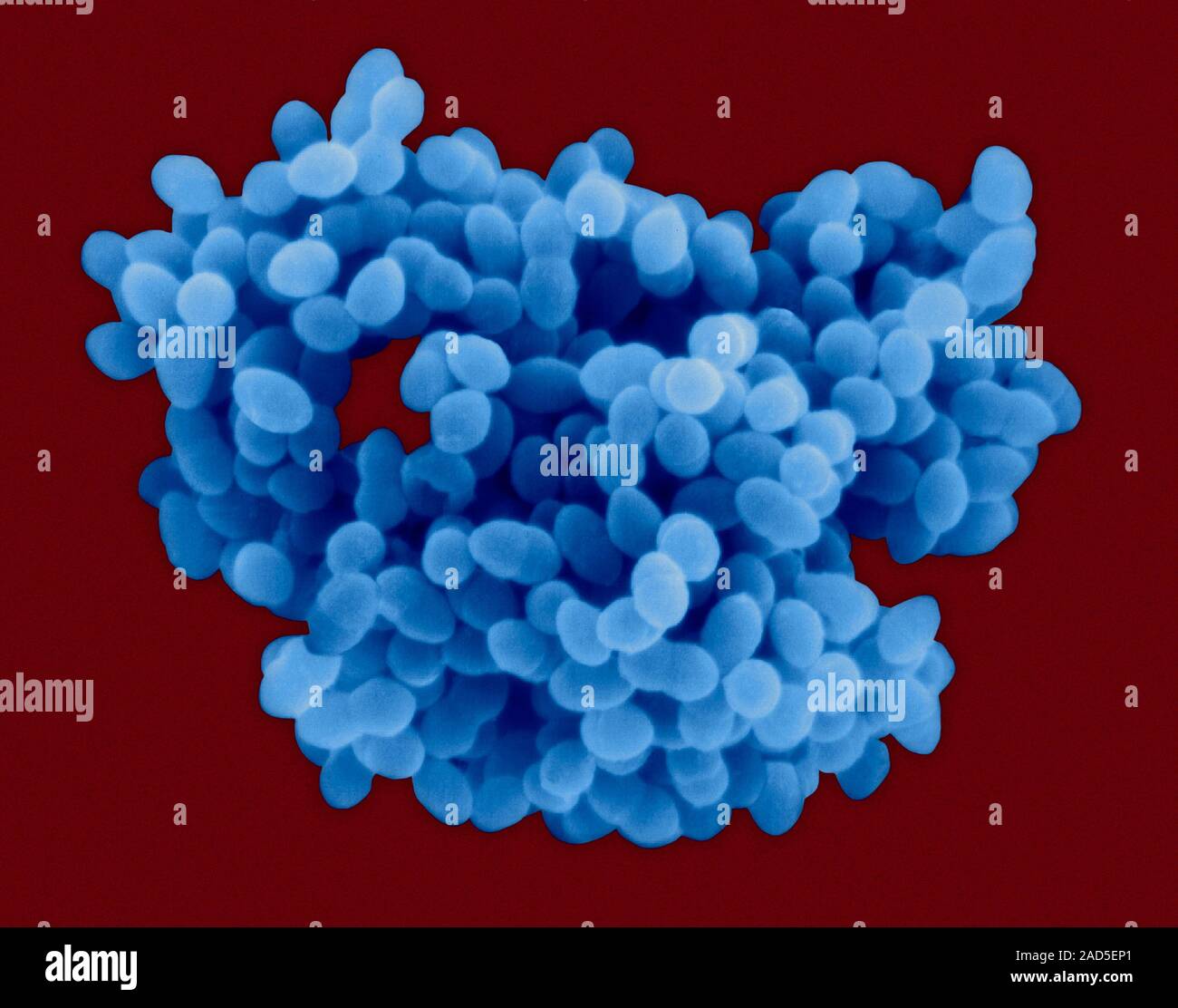 Coloured scanning electron micrograph (SEM) of Enterococcus faecalis ...