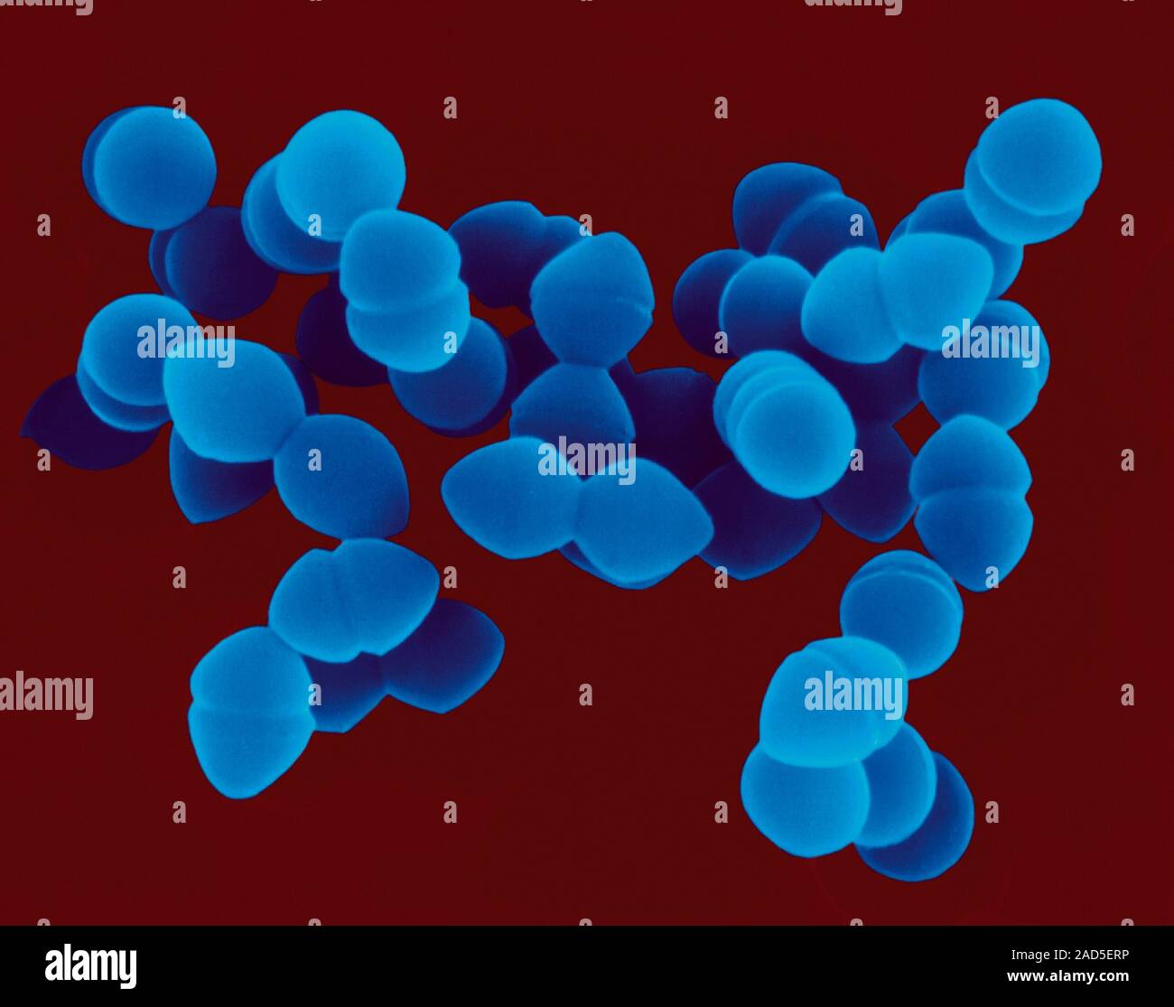 Coloured scanning electron micrograph (SEM) of Enterococcus faecium ...