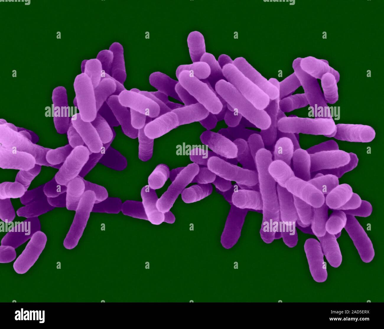 Coloured scanning electron micrograph (SEM) of Legionella pneumophila ...