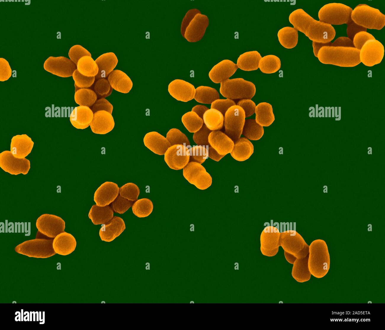 Gram Negative Coccobacillus