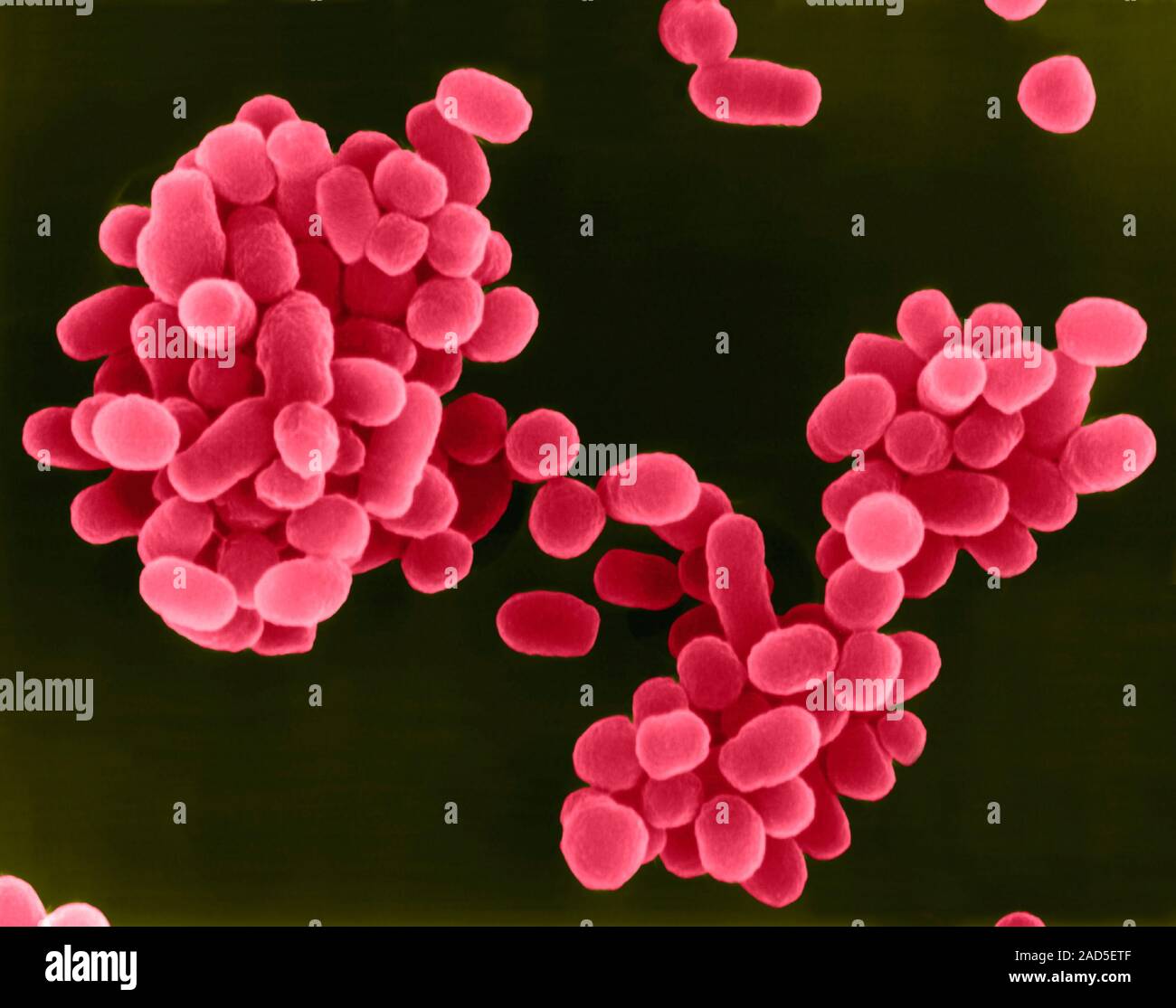 Coloured scanning electron micrograph (SEM) of Brucella abortus, Gram ...