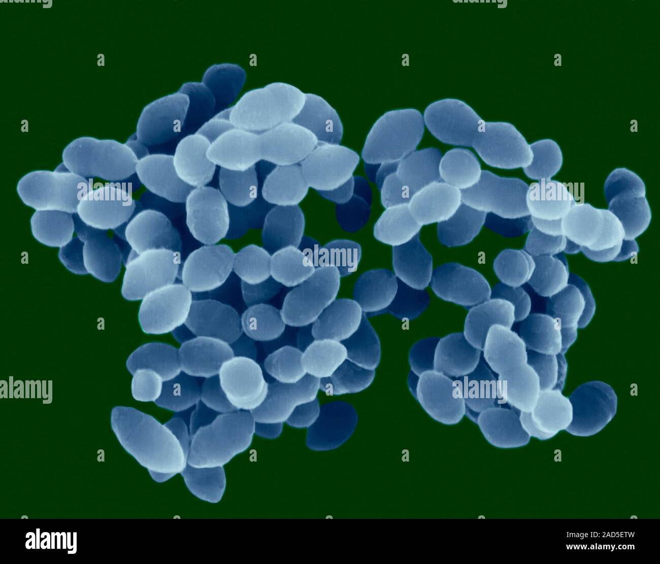 Coloured scanning electron micrograph (SEM) of Gemella morbillorum ...