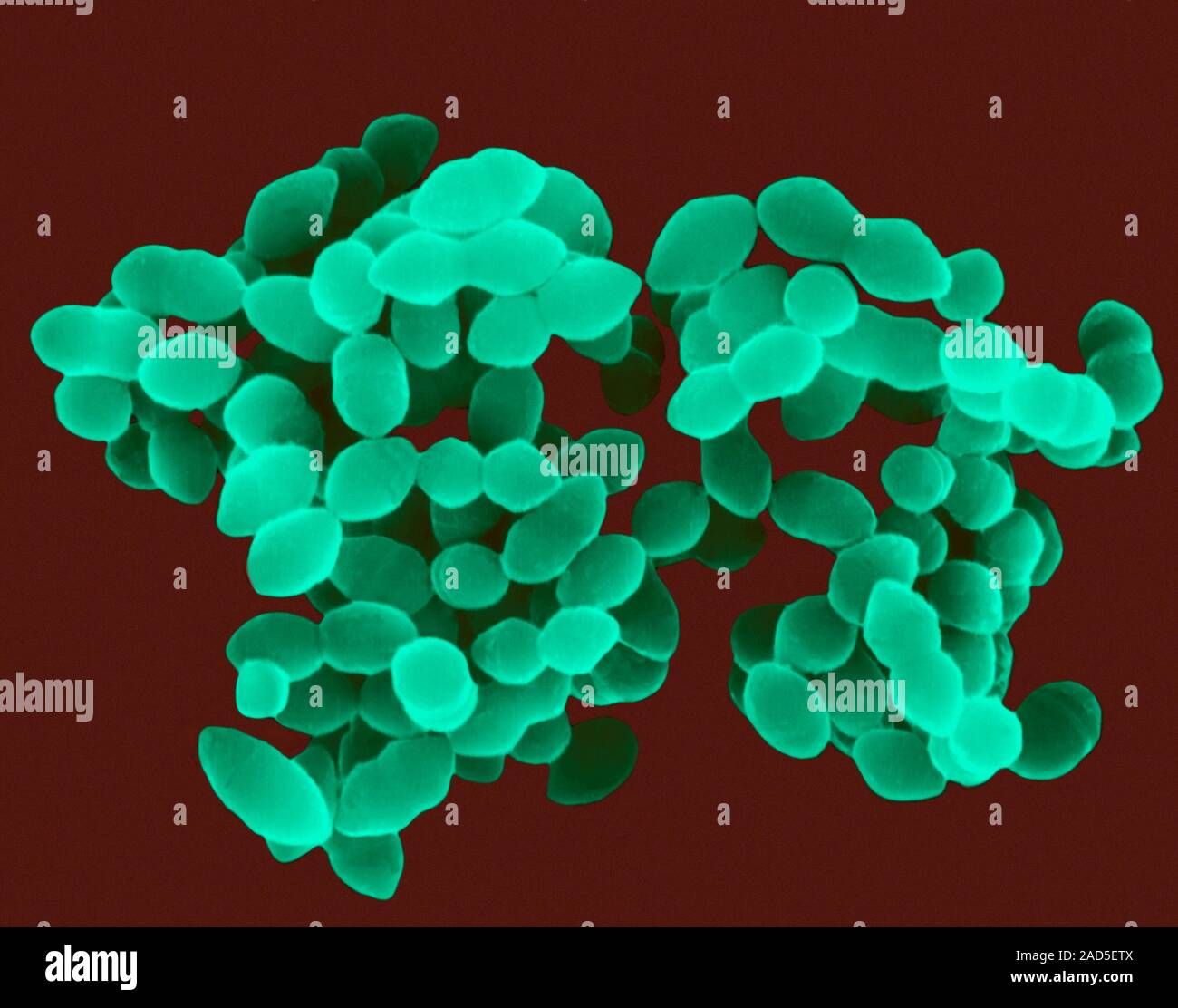 Coloured scanning electron micrograph (SEM) of Gemella morbillorum ...