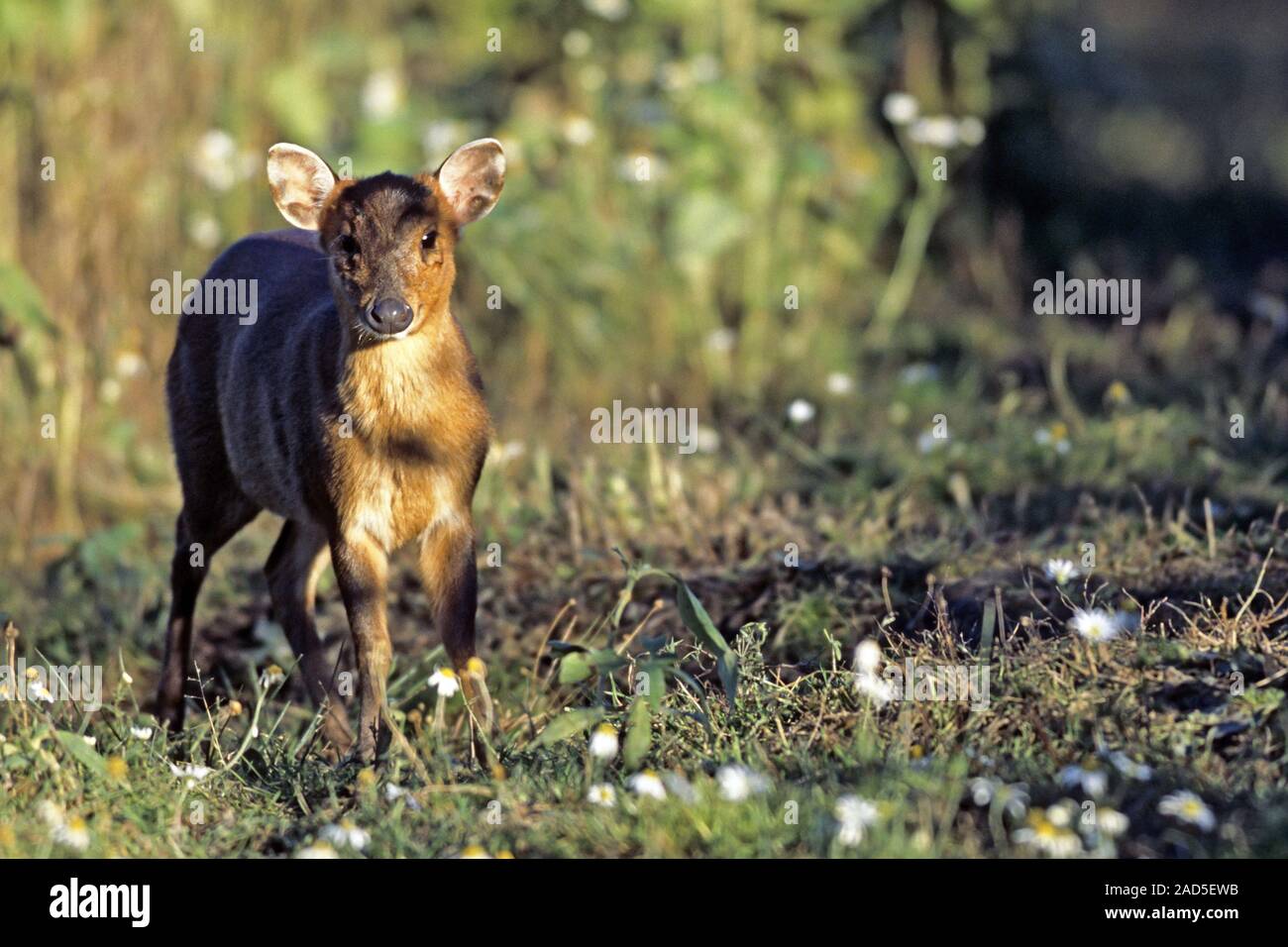 Reevess Muntjac / Chinese Muntjac / Barking Deer / Muntiacus reevesi ...