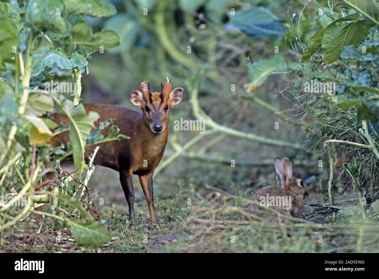 Reevess Muntjac / Chinese Muntjac / Barking Deer / Muntiacus reevesi ...