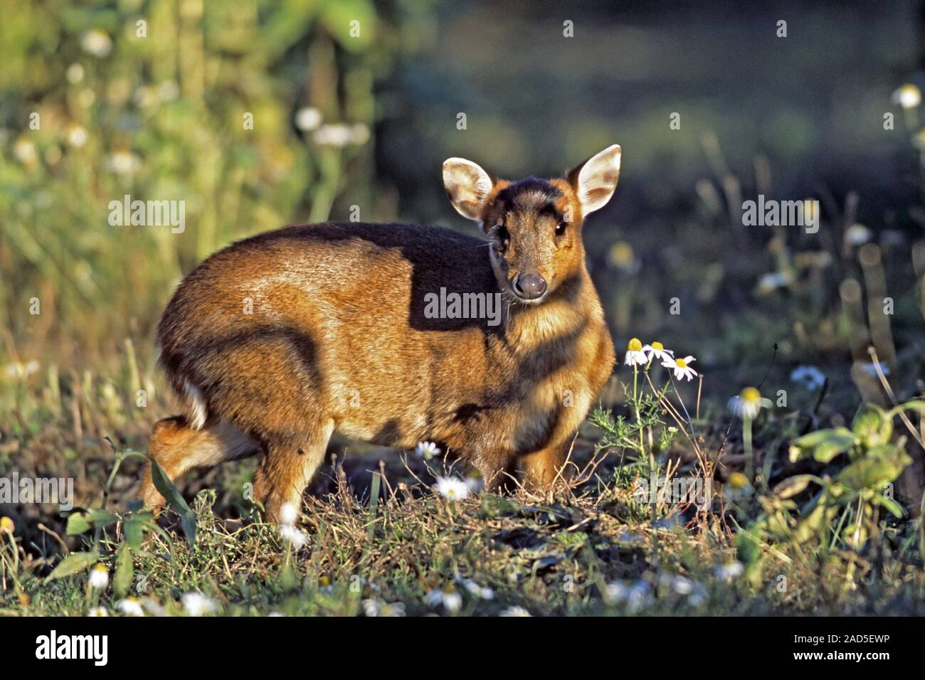 Reevess Muntjac / Chinese Muntjac / Barking Deer / Muntiacus reevesi ...