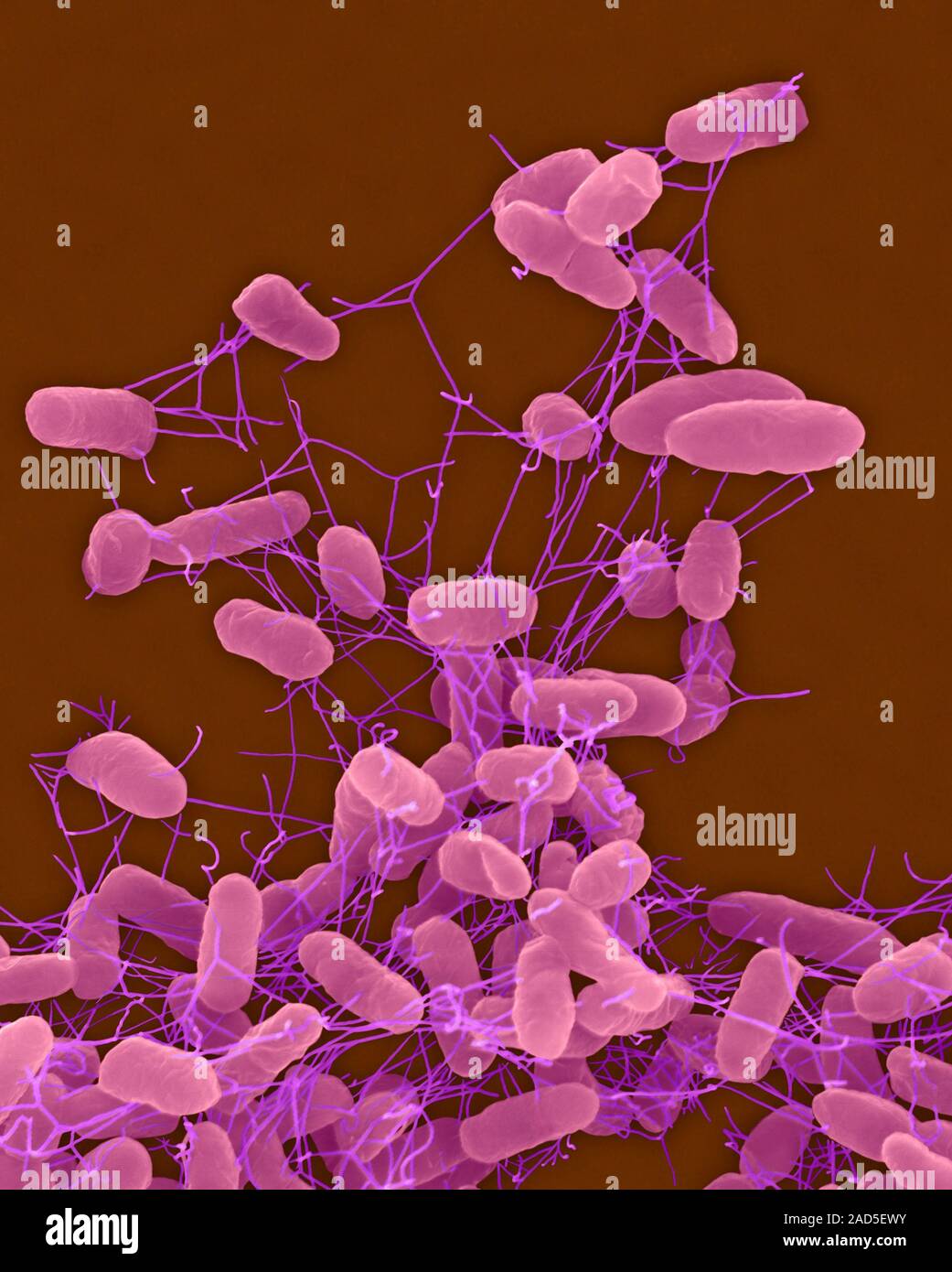 Coloured scanning electron micrograph (SEM) of Salmonella enteritidis ...