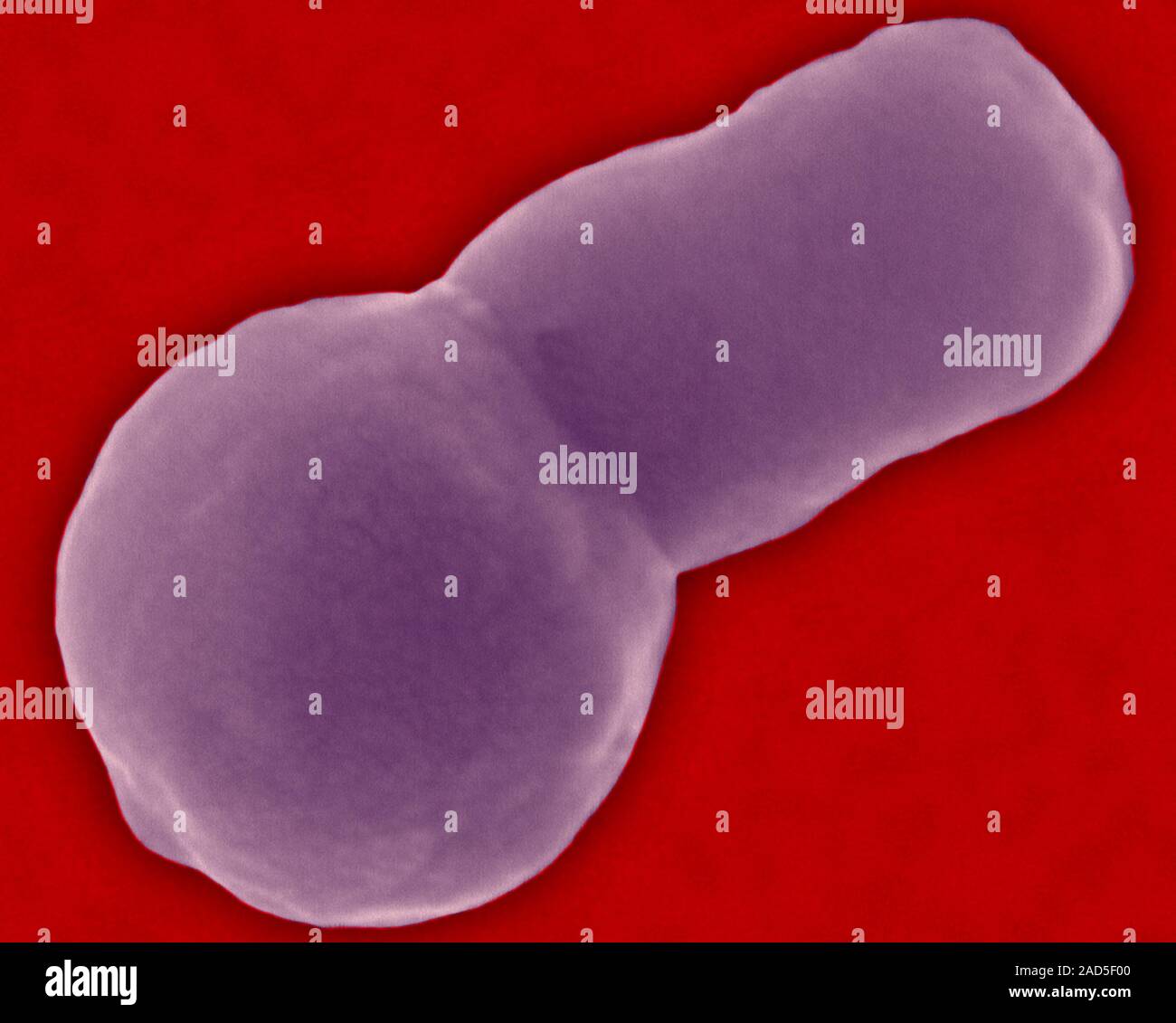 Coloured scanning electron micrograph (SEM) of Haemophilus influenzae ...