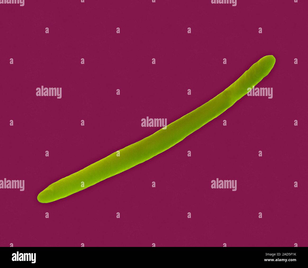 Coloured scanning electron micrograph (SEM) of Fusobacterium nucleatum , Gram-negative ...