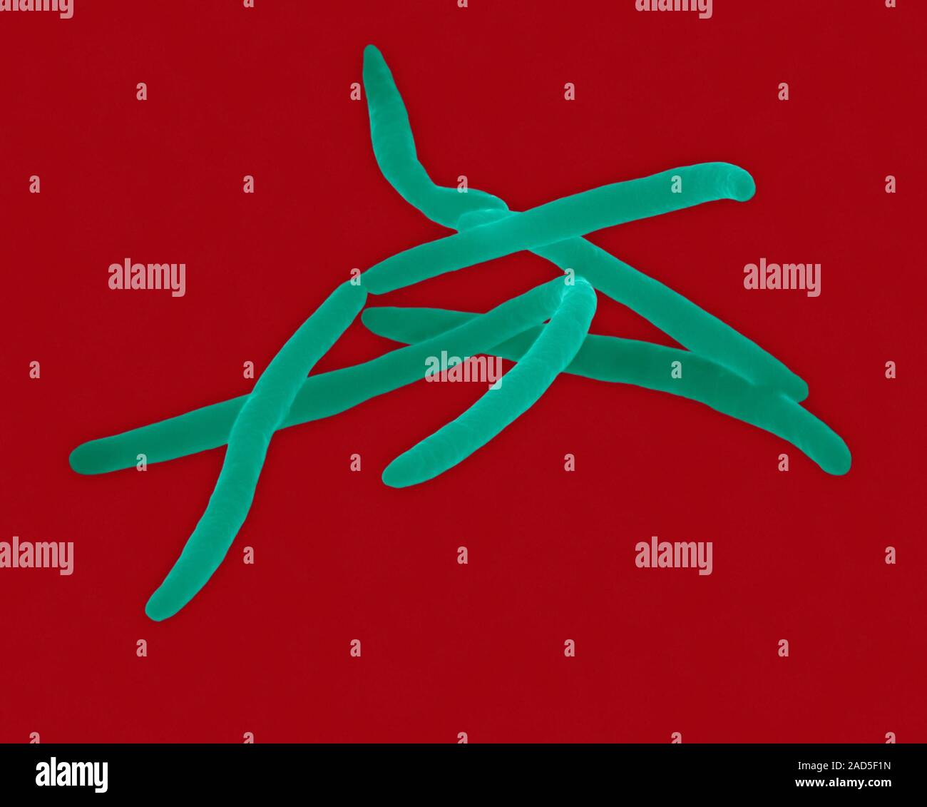 Coloured scanning electron micrograph (SEM) of Fusobacterium nucleatum ...