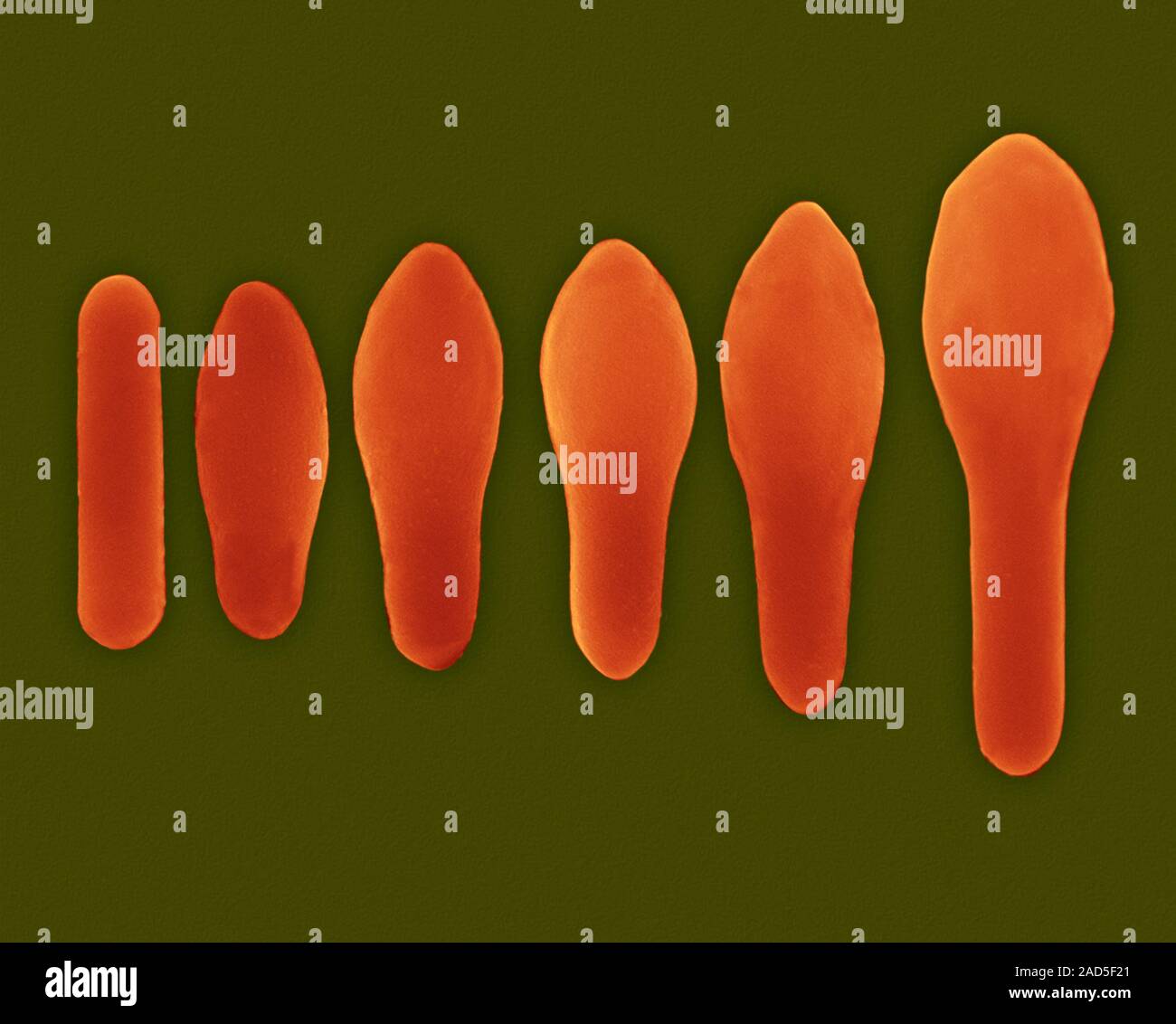 Coloured scanning electron micrograph (SEM) of Clostridium spore ...