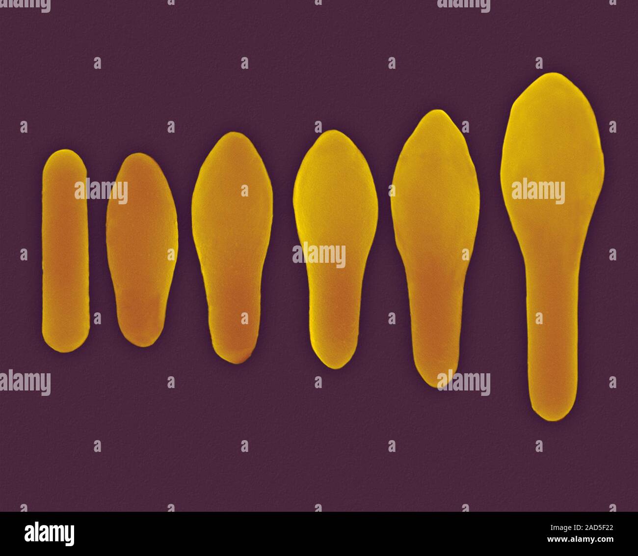 Coloured scanning electron micrograph (SEM) of Clostridium spore ...