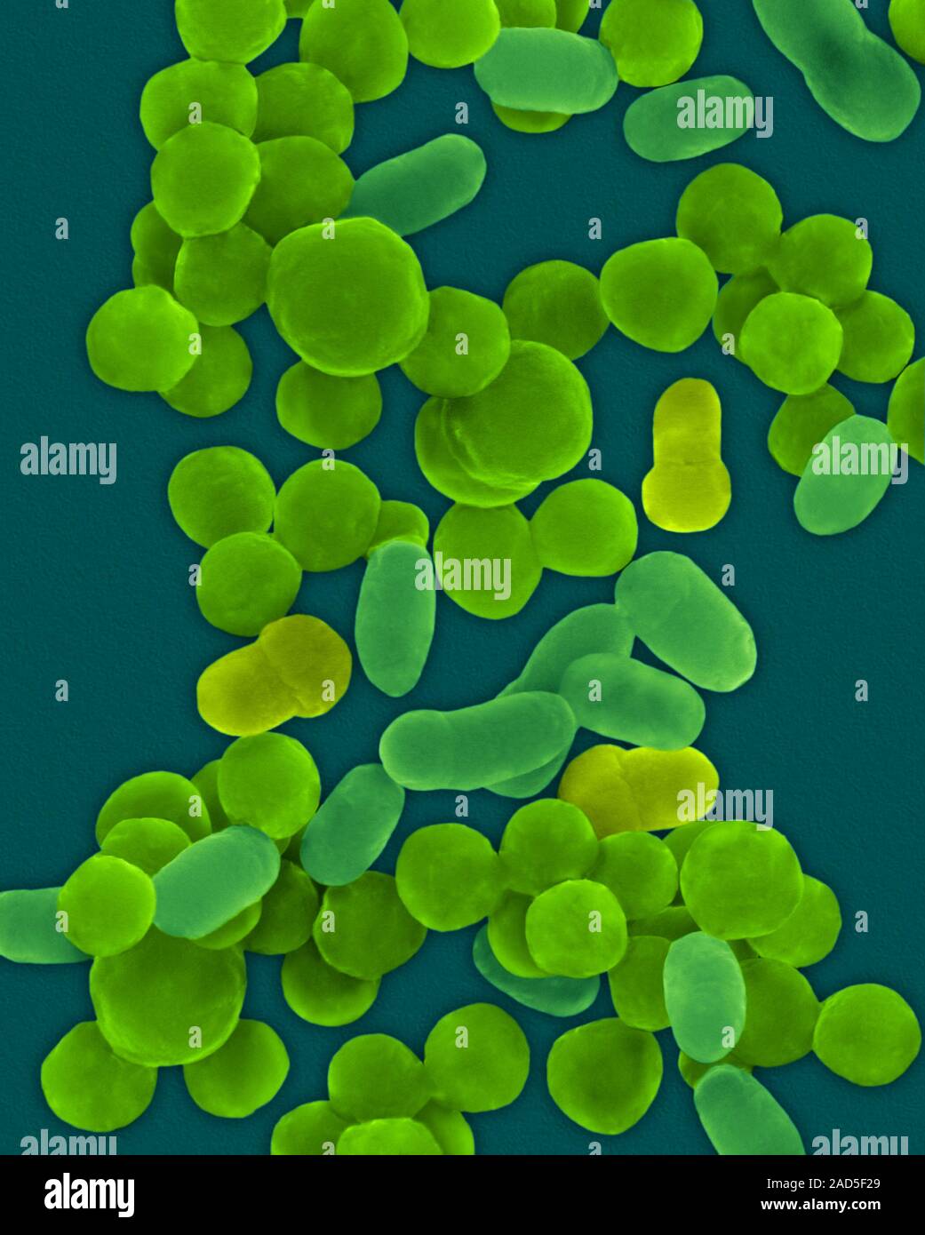 Coloured scanning electron micrograph (SEM) of Haemophilus influenzae ...
