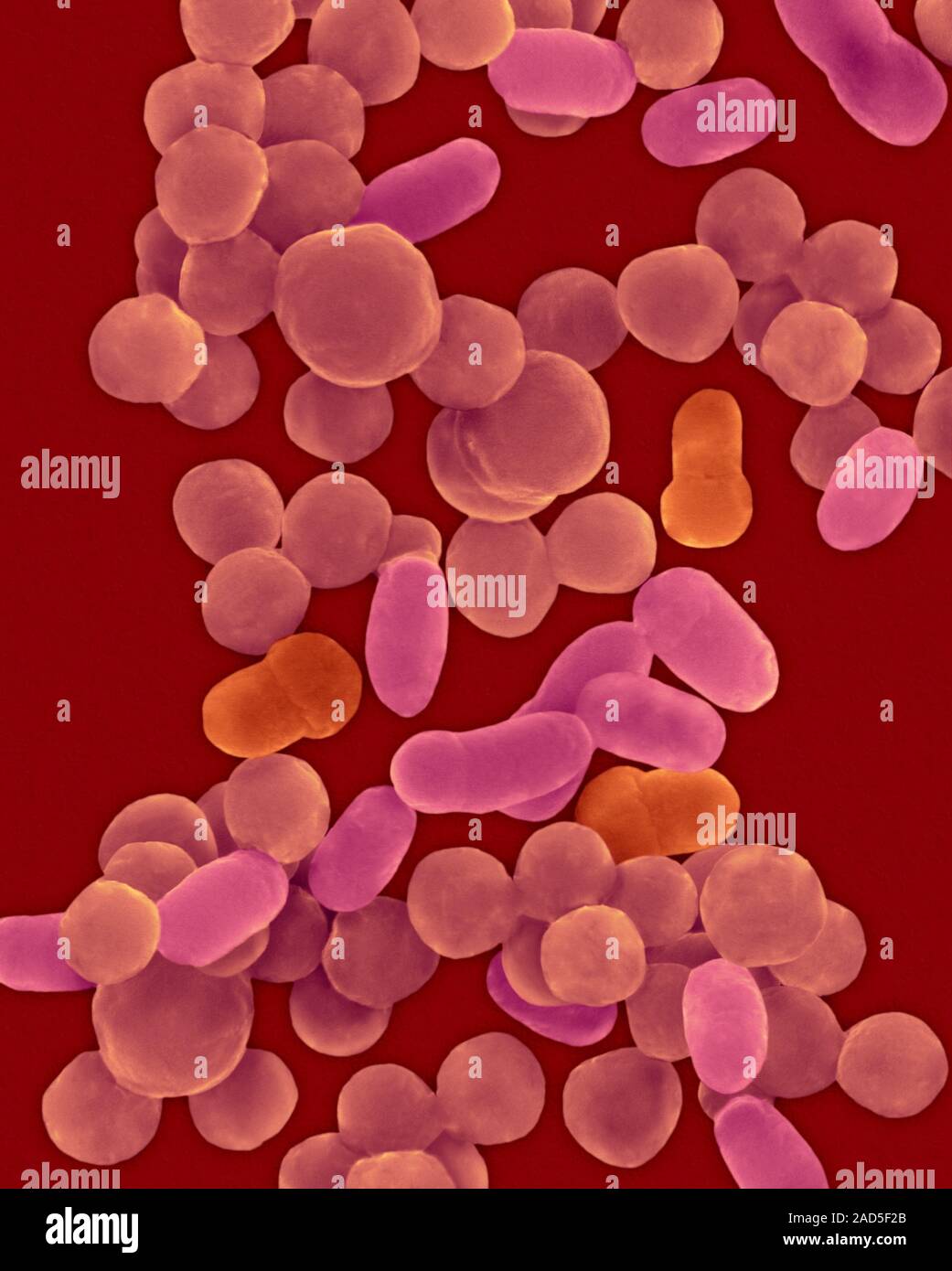 Coloured scanning electron micrograph (SEM) of Haemophilus influenzae ...