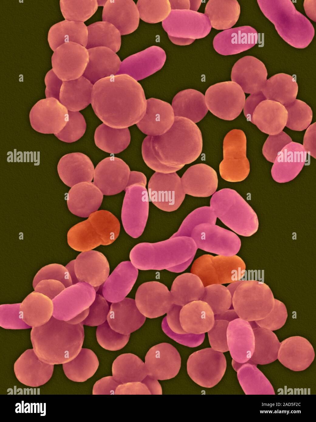 Coloured scanning electron micrograph (SEM) of Haemophilus influenzae ...