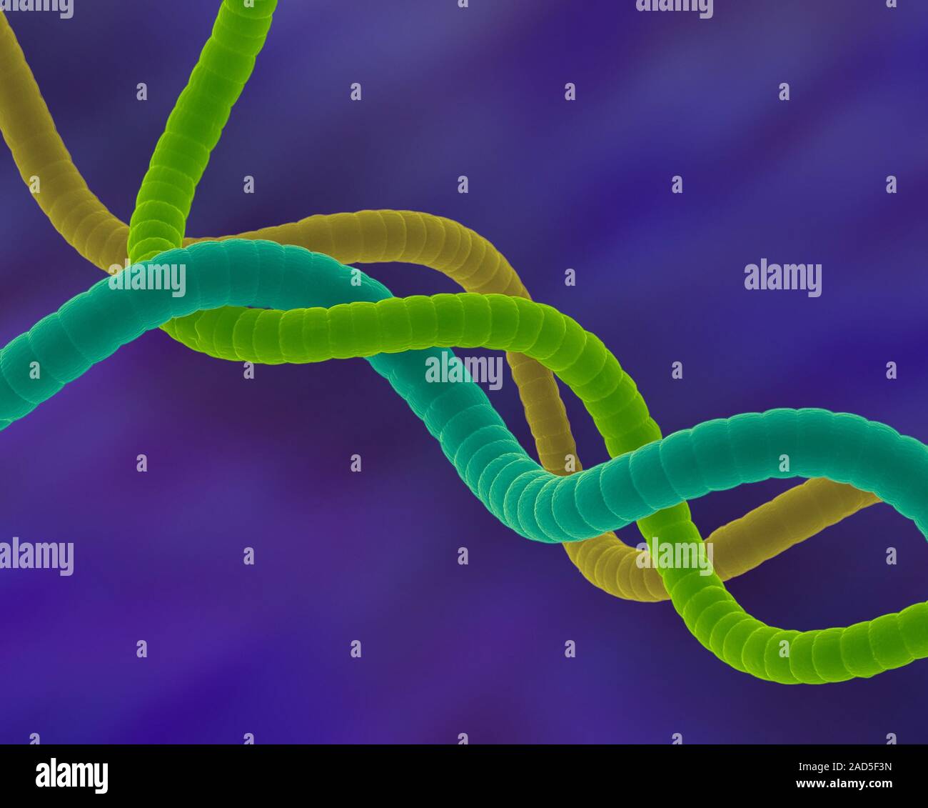 Coloured scanning electron micrograph (SEM) of Marine cyanobacterium ...