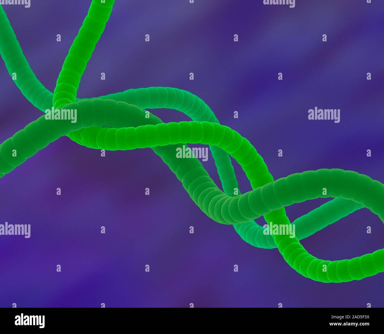Coloured scanning electron micrograph (SEM) of Marine cyanobacterium ...