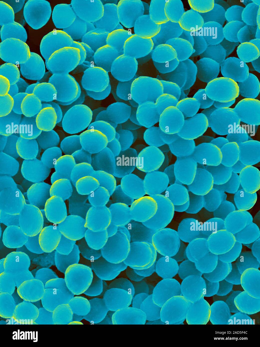 Coloured scanning electron micrograph (SEM) of Human oral bacterium ...