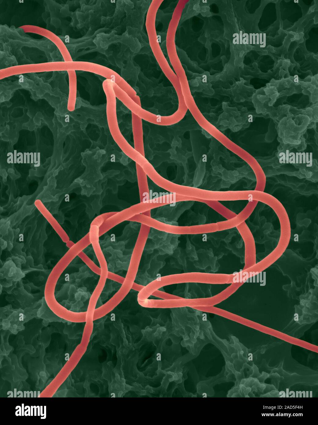Coloured scanning electron micrograph (SEM) of Bacillus megaterium ...