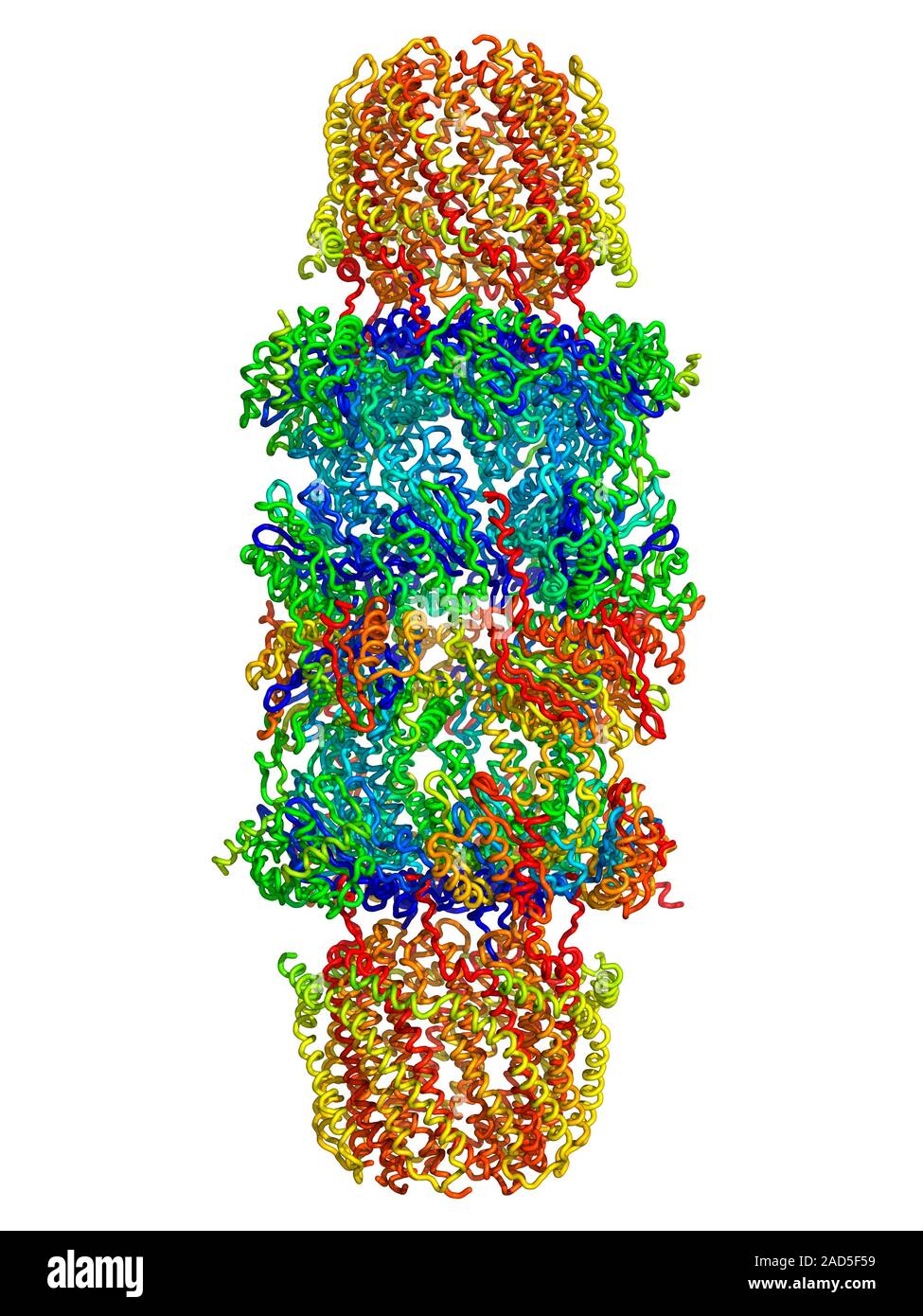 Proteasome. Molecular model of the 20S proteasome from yeast in complex ...
