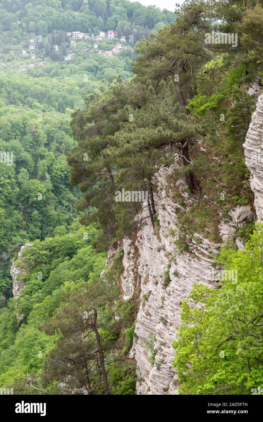 Rocky cliff in dense green forest. Spring colors in the mountain forest ...