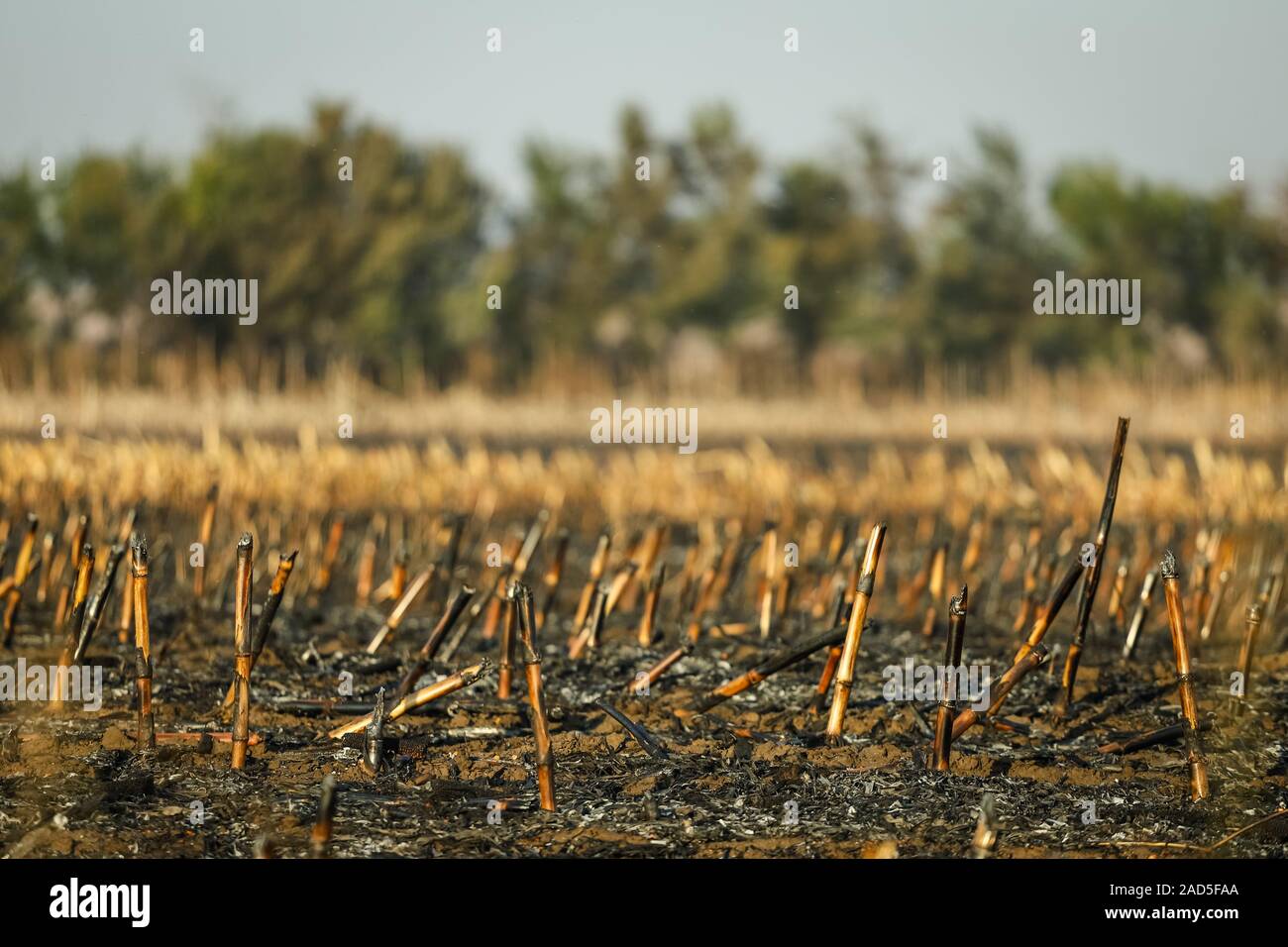 Corn field after irresponsibly burnt , destroyed and turned to ashes ...