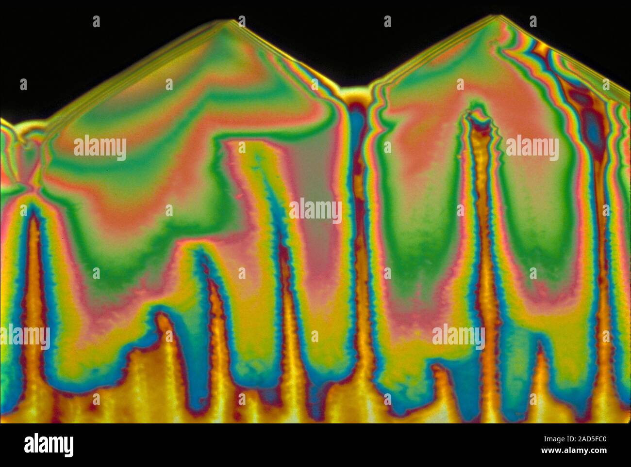 Light micrograph (LM) of Epinephrine (adrenaline) and sucrose crystals ...