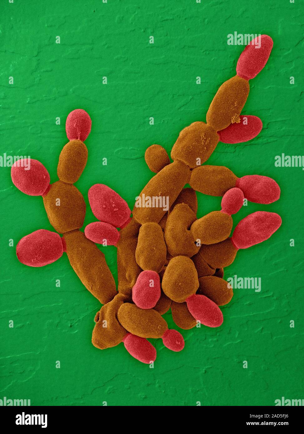 Coloured scanning electron micrograph (SEM) of Zygosaccharomyces bailii ...