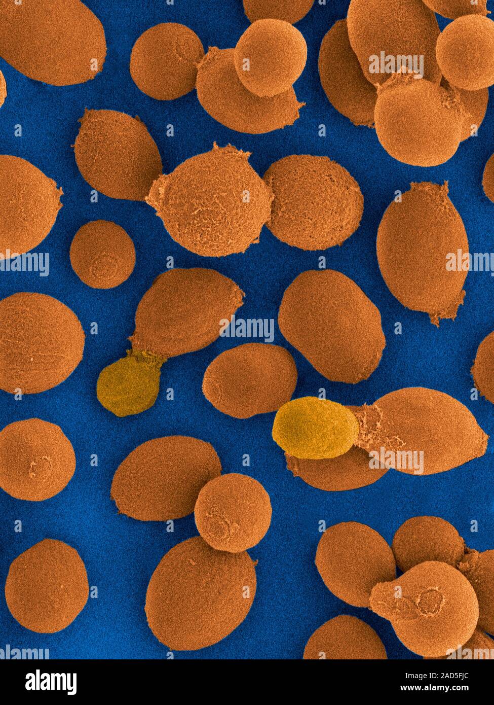 Coloured scanning electron micrograph (SEM) of Rhodosporidium fluviale ...