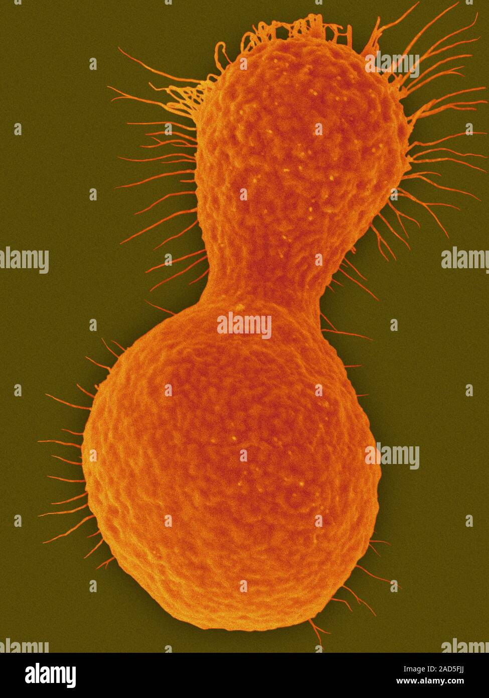 Coloured scanning electron micrograph (SEM) of Myxozyma mucilagina, an ...
