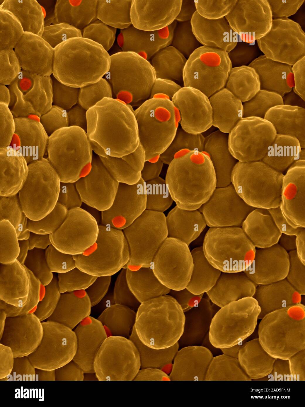Coloured scanning electron micrograph (SEM) of the baker's yeast (also ...
