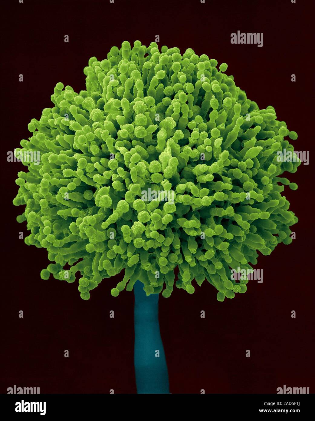 Coloured scanning electron micrograph (SEM) of Green mould (Aspergillus ...