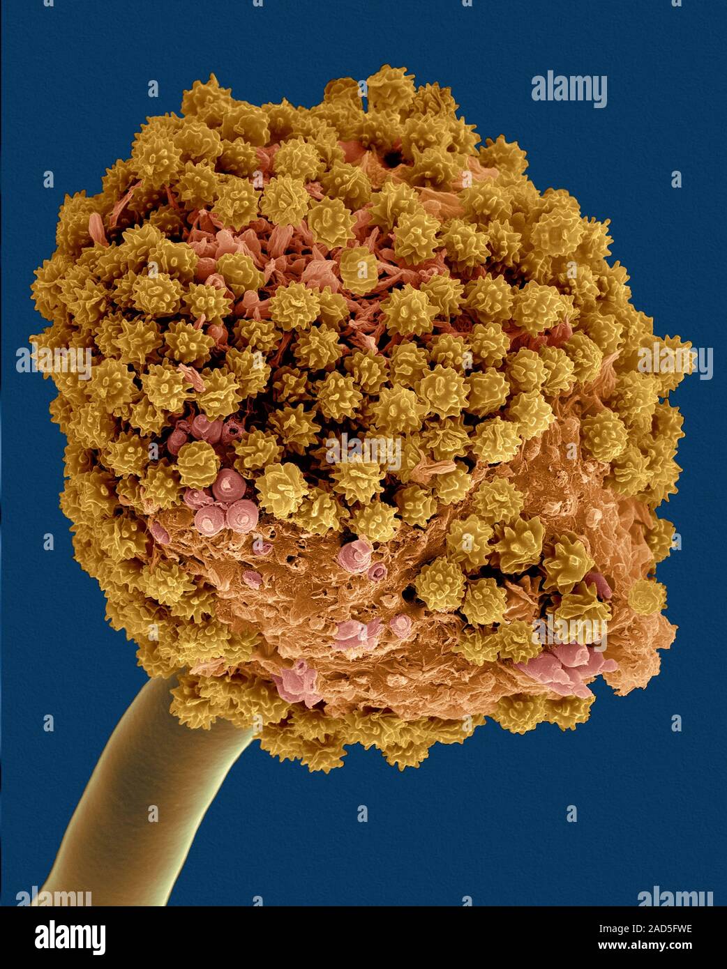 Aspergillus Niger Structure