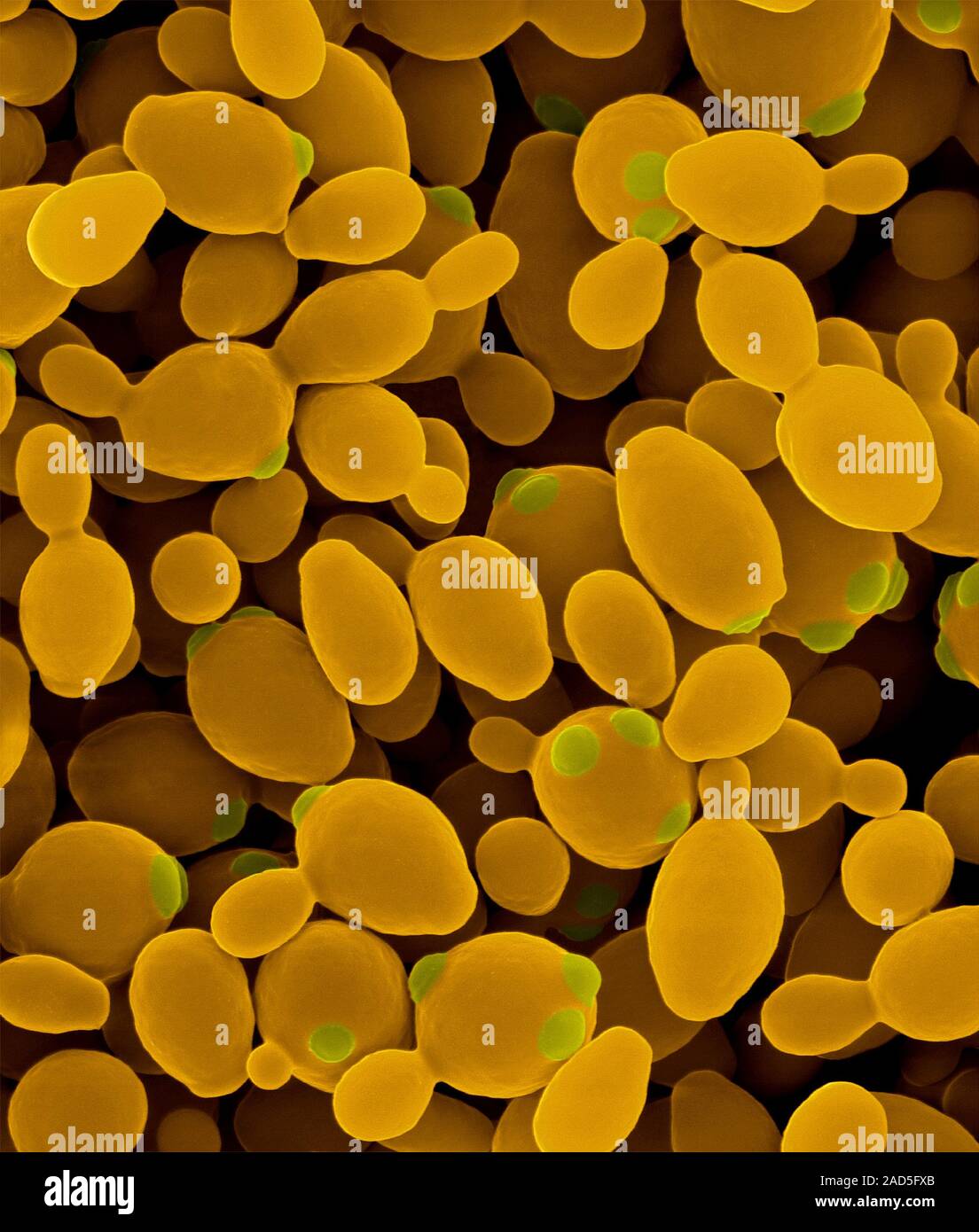 Coloured scanning electron micrograph (SEM) of Methylotrophic yeast ...